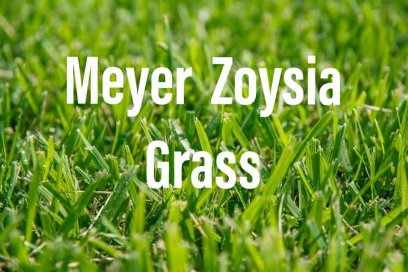 Zorro Zoysia Grass Everything You Need To Know