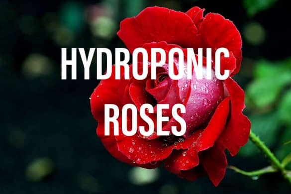 Zorro Zoysia Grass: Everything You Need to Know