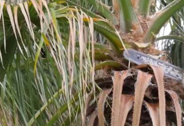 Essential Palm Tree Trimming Tools Gardening Brain