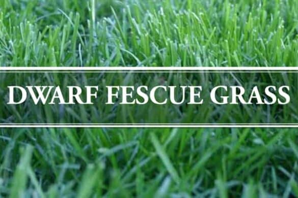 Zorro Zoysia Grass: Everything You Need to Know